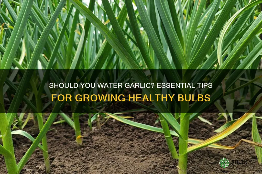 Should You Water Garlic? Essential Tips For Growing Healthy Bulbs | ShunCy