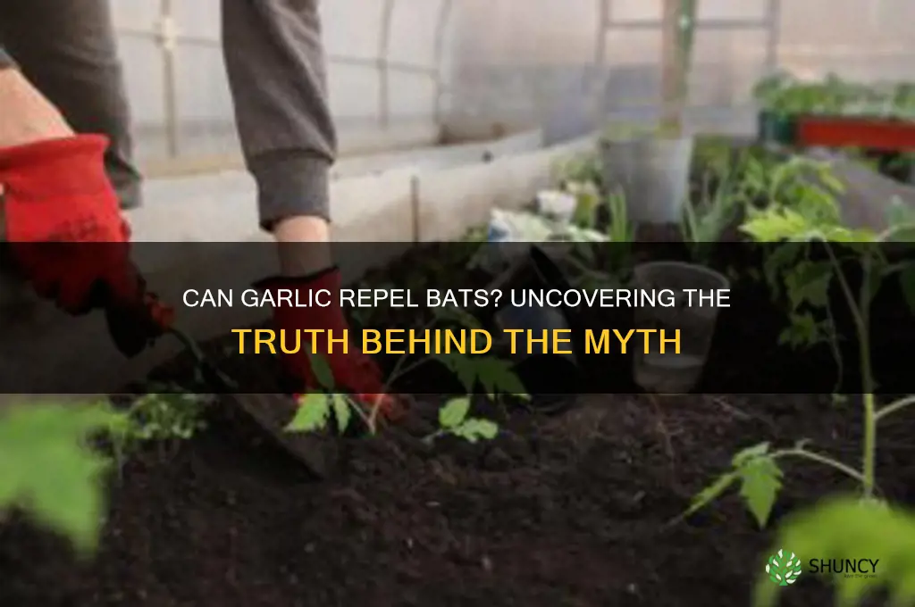 Can Garlic Repel Bats? Uncovering The Truth Behind The Myth | ShunCy