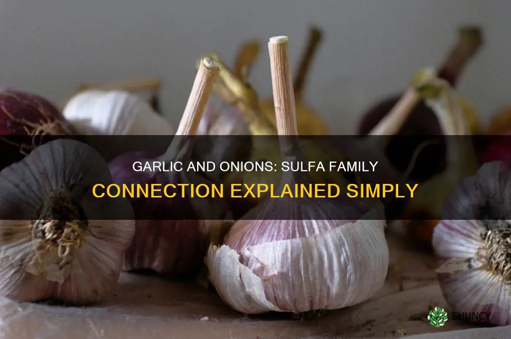 Garlic And Onions: Sulfa Family Connection Explained Simply | ShunCy