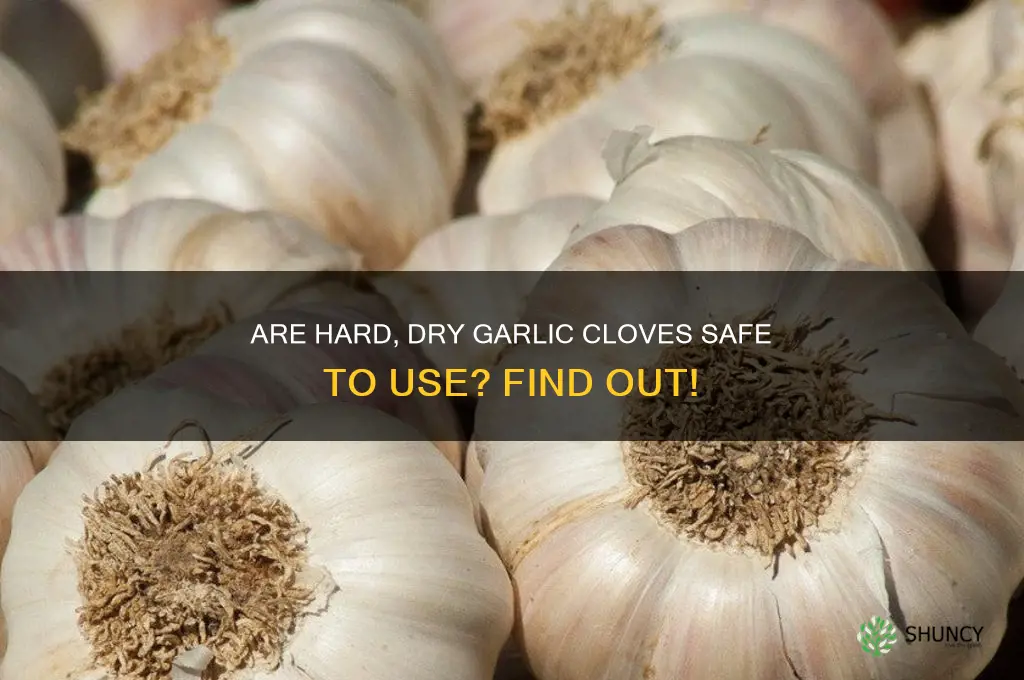 Are Hard, Dry Garlic Cloves Safe To Use? Find Out! | ShunCy