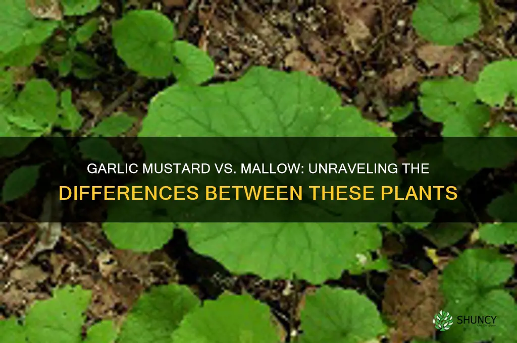 Garlic Mustard Vs. Mallow: Unraveling The Differences Between These ...