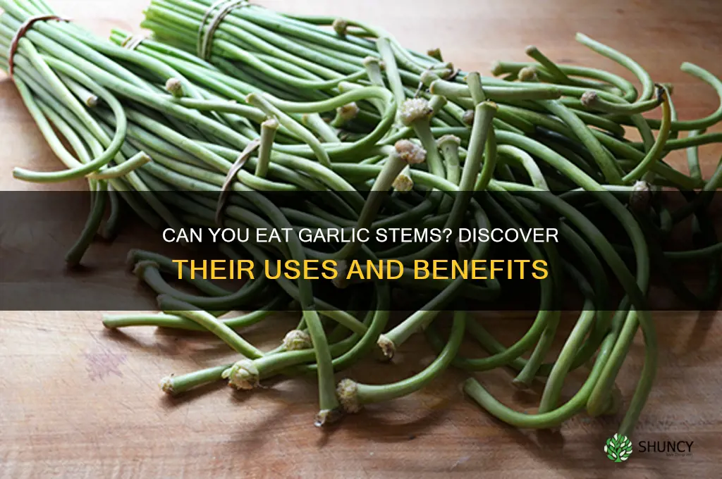 Can You Eat Garlic Stems? Discover Their Uses And Benefits | ShunCy