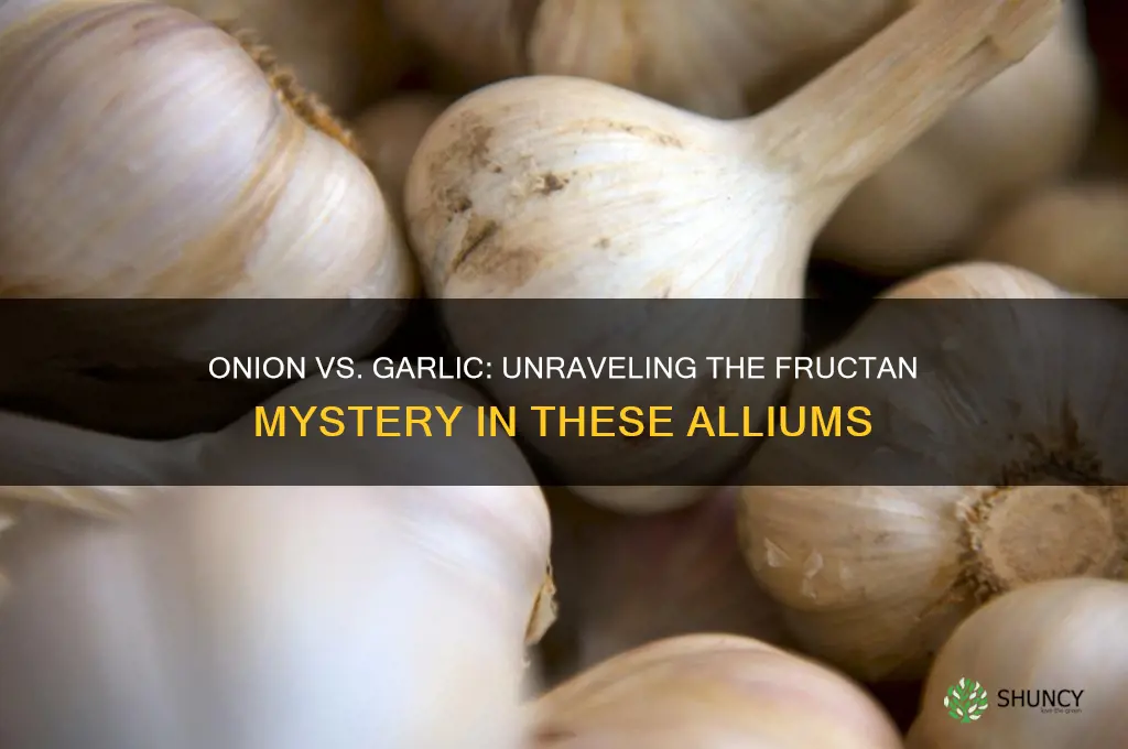 Onion Vs. Garlic: Unraveling The Fructan Mystery In These Alliums | ShunCy