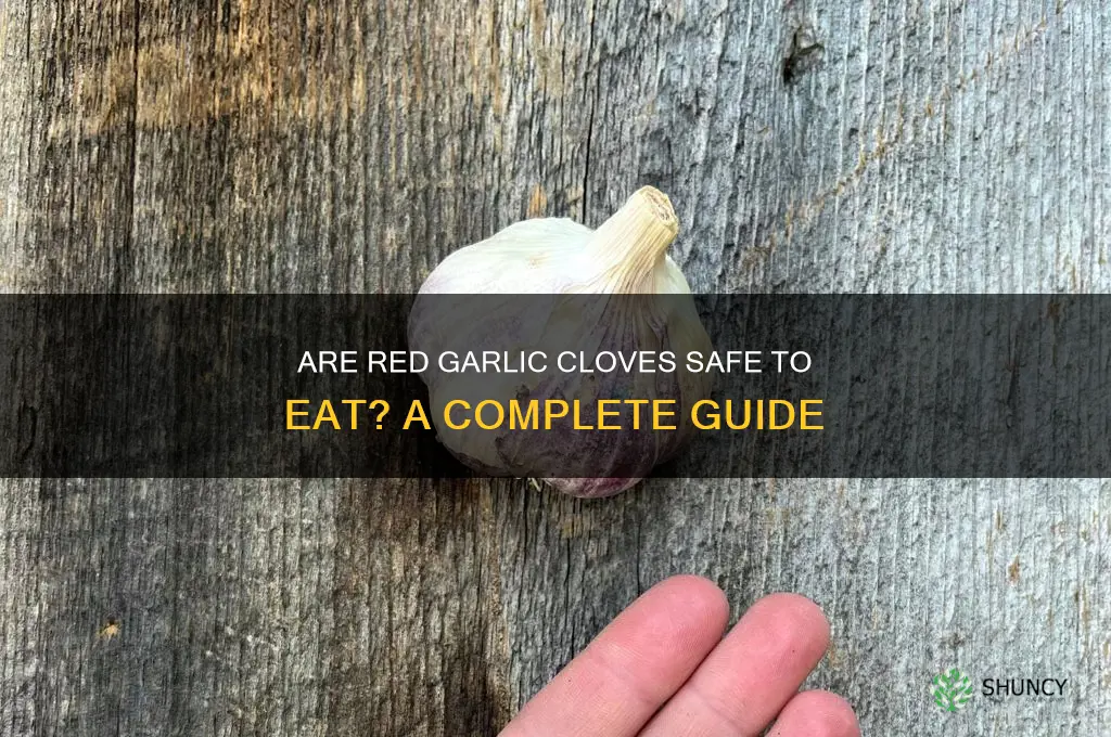 Are Red Garlic Cloves Safe To Eat? A Complete Guide | ShunCy