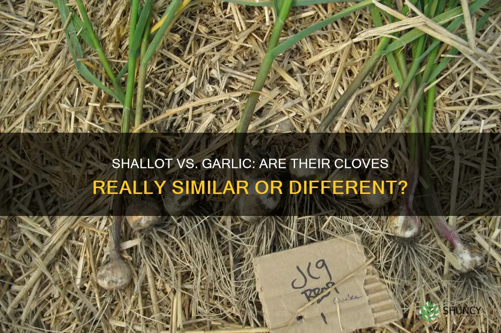 Shallot Vs. Garlic: Are Their Cloves Really Similar Or Different? | ShunCy