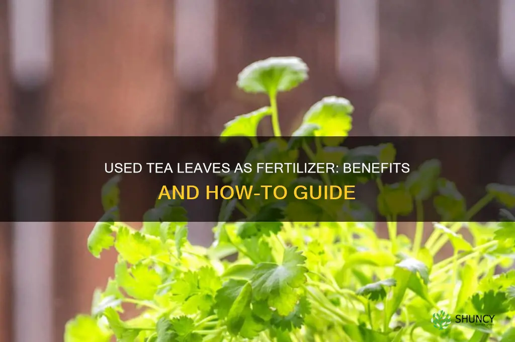 Used Tea Leaves As Fertilizer: Benefits And How-To Guide | ShunCy