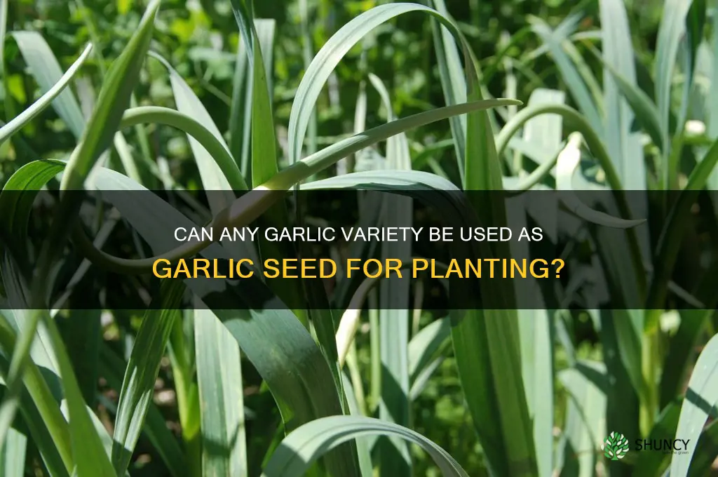 Can Any Garlic Variety Be Used As Garlic Seed For Planting? | ShunCy