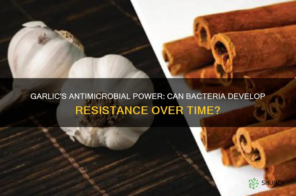 Garlic's Antimicrobial Power: Can Bacteria Develop Resistance Over Time ...