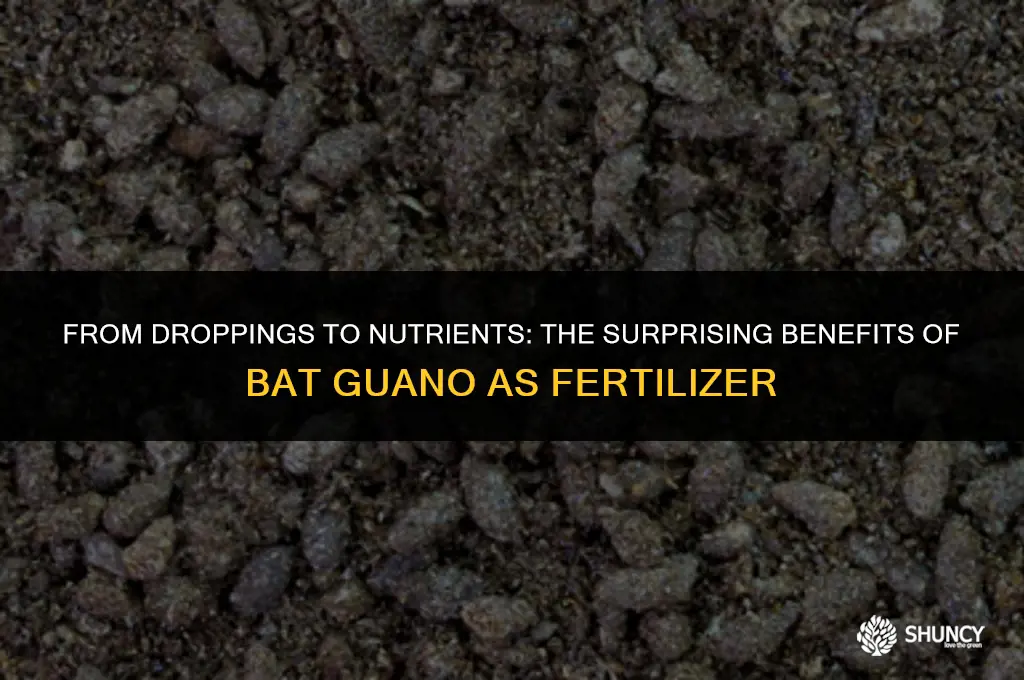 From Droppings To Nutrients: The Surprising Benefits Of Bat Guano As ...