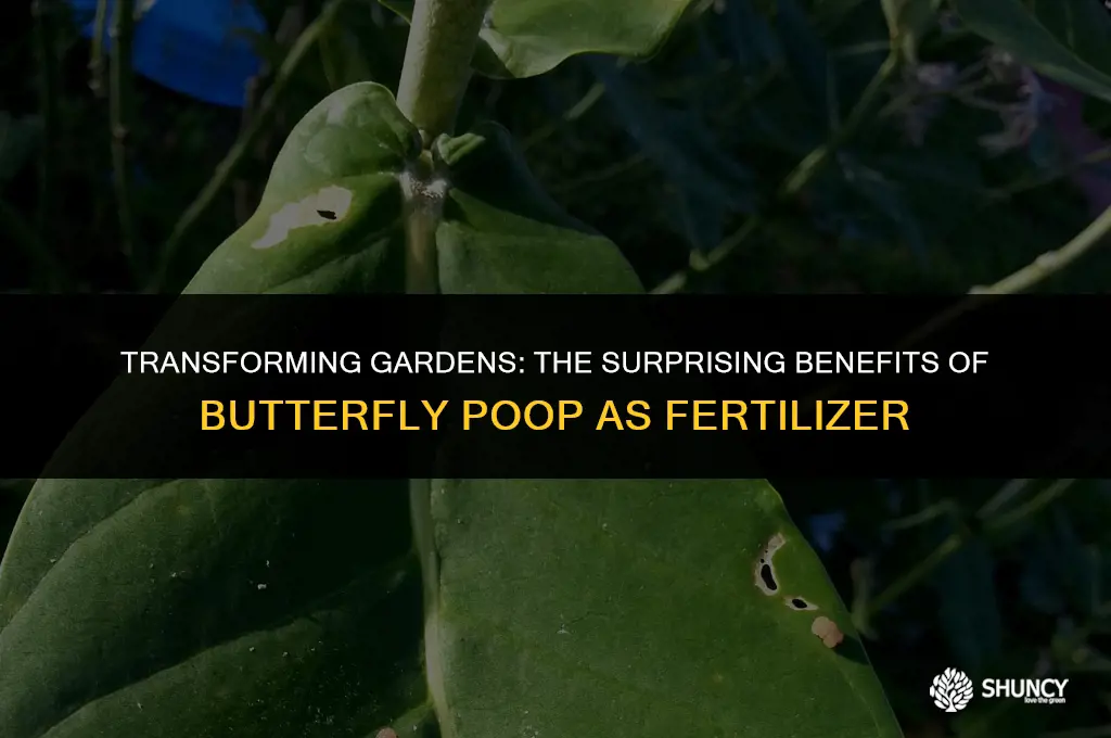 Transforming Gardens: The Surprising Benefits Of Butterfly Poop As ...