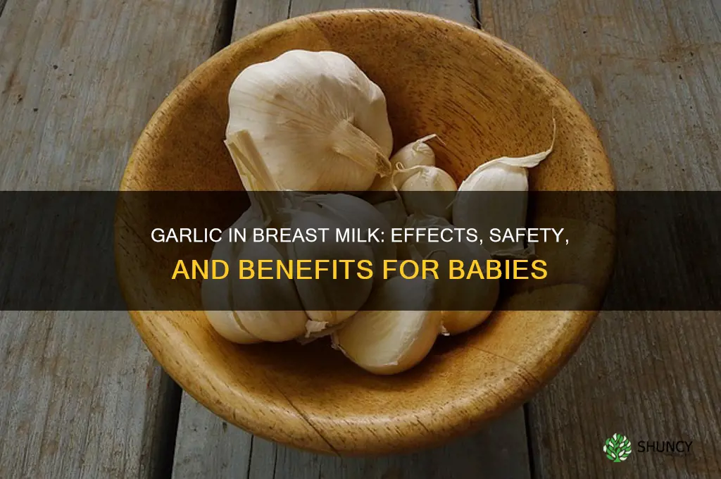 Garlic In Breast Milk: Effects, Safety, And Benefits For Babies | ShunCy