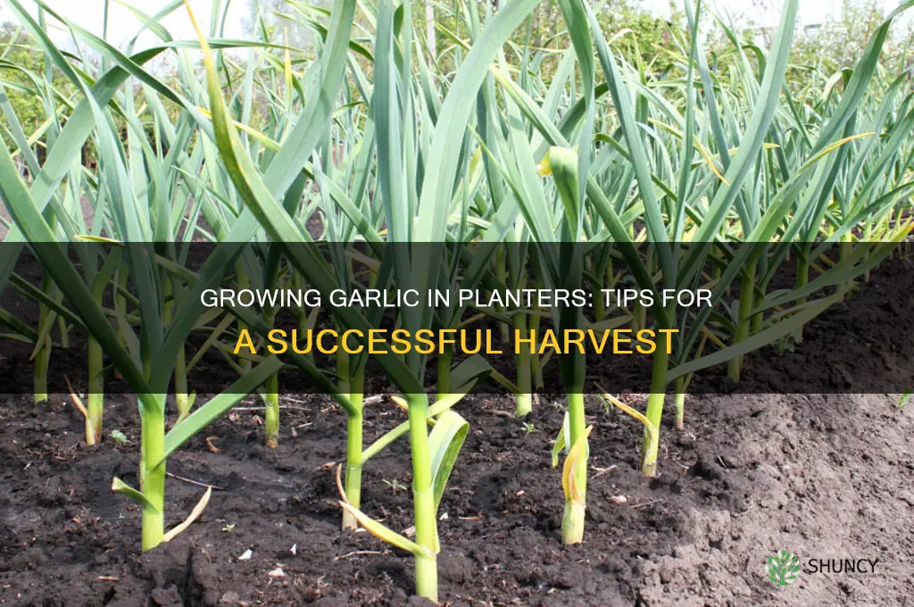 Growing Garlic In Planters: Tips For A Successful Harvest | ShunCy