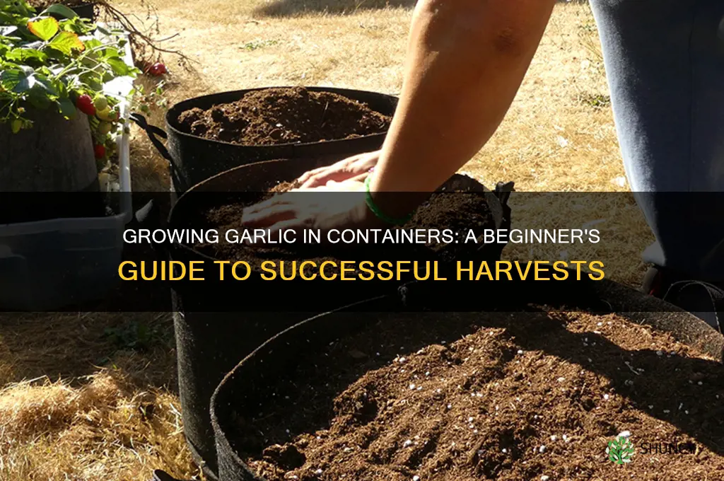 Growing Garlic In Containers: A Beginner's Guide To Successful Harvests ...