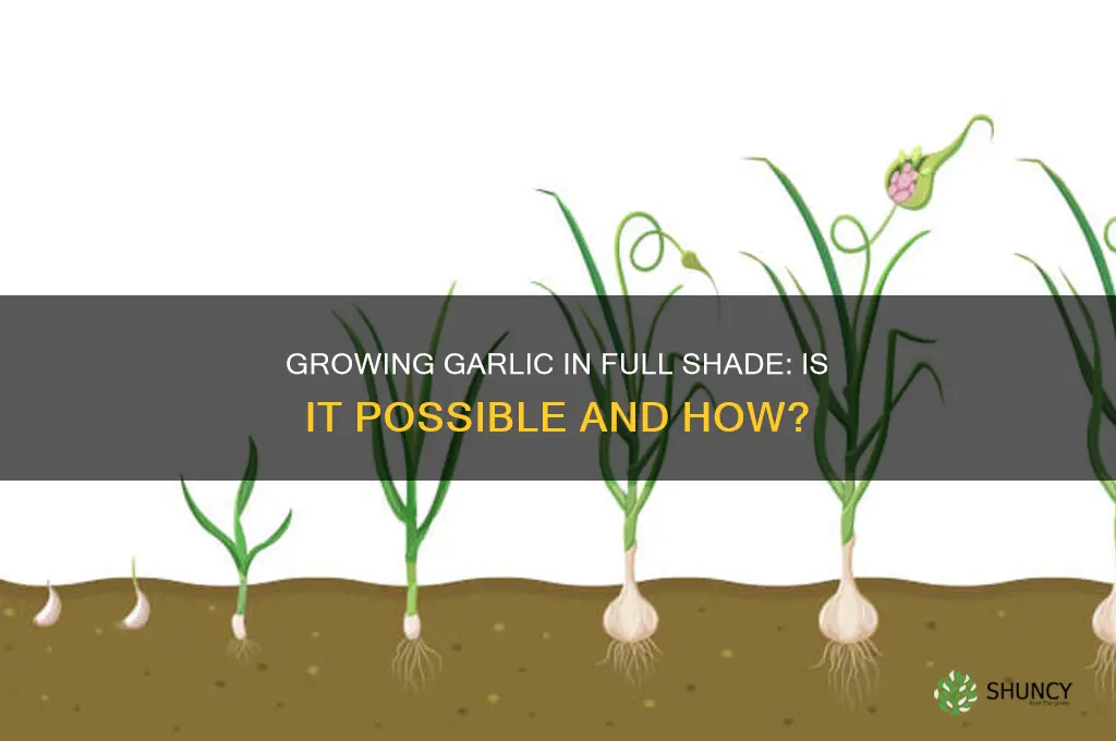 Growing Garlic In Full Shade: Is It Possible And How? | ShunCy
