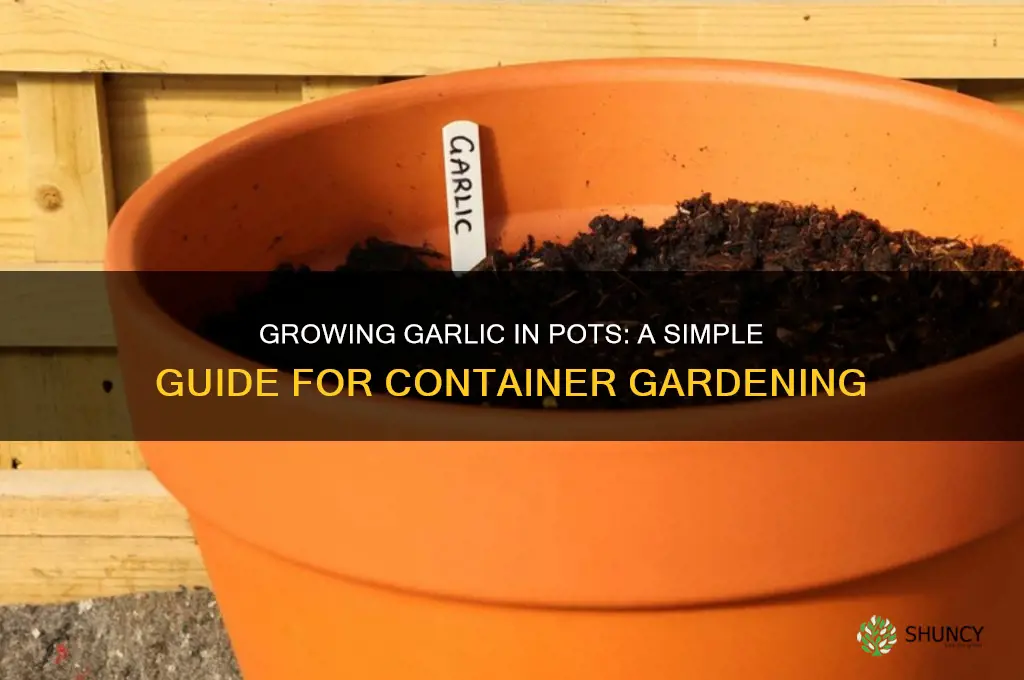 Growing Garlic In Pots: A Simple Guide For Container Gardening | ShunCy