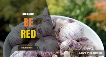 The Origin Of Garlic: Exploring Its Botanical Heritage | ShunCy