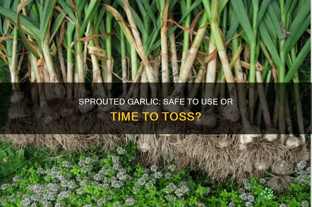 Sprouted Garlic: Safe To Use Or Time To Toss? | ShunCy