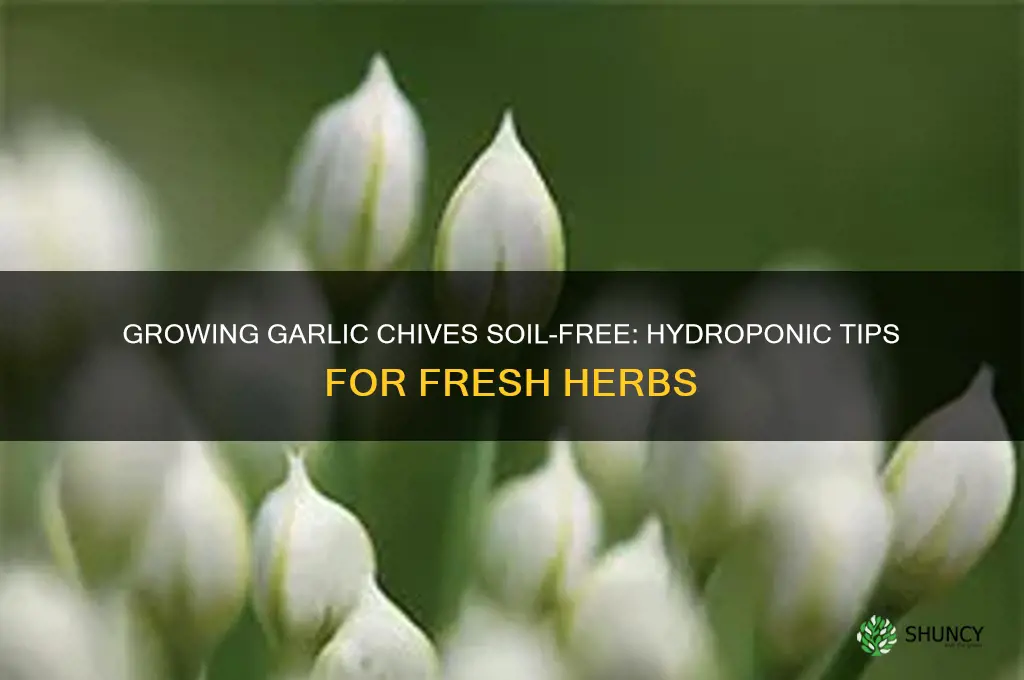 Growing Garlic Chives Soil-Free: Hydroponic Tips For Fresh Herbs | ShunCy