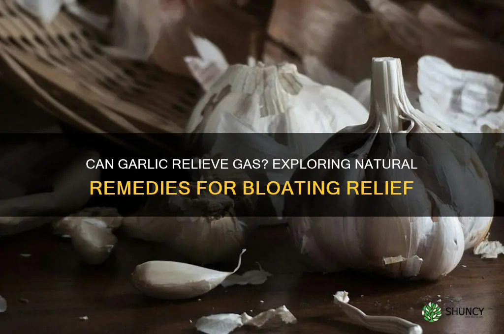 Can Garlic Relieve Gas? Exploring Natural Remedies For Bloating Relief ...