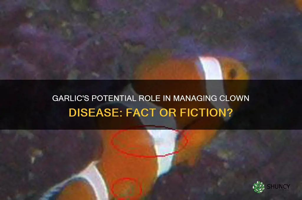 Garlic's Potential Role In Managing Clown Disease: Fact Or Fiction ...