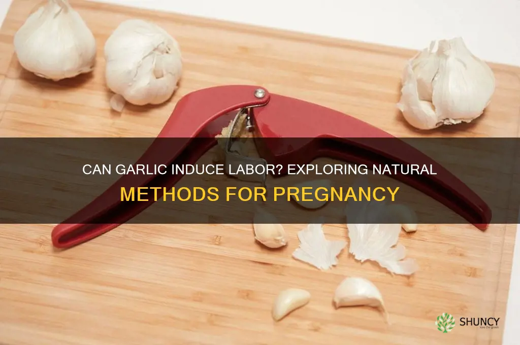 Can Garlic Induce Labor? Exploring Natural Methods For Pregnancy | ShunCy