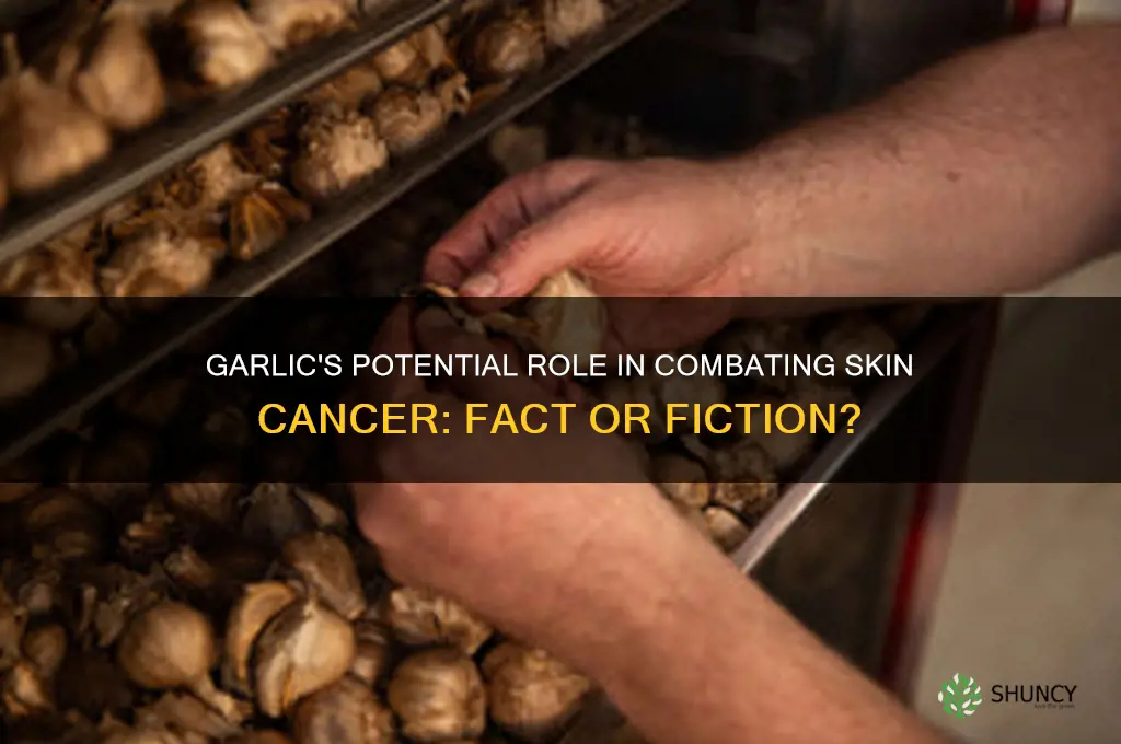 Garlic's Potential Role In Combating Skin Cancer: Fact Or Fiction? | ShunCy