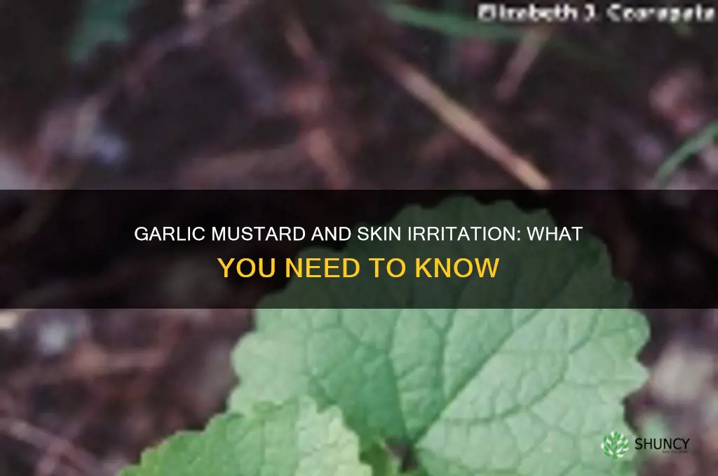 Garlic Mustard And Skin Irritation: What You Need To Know | ShunCy