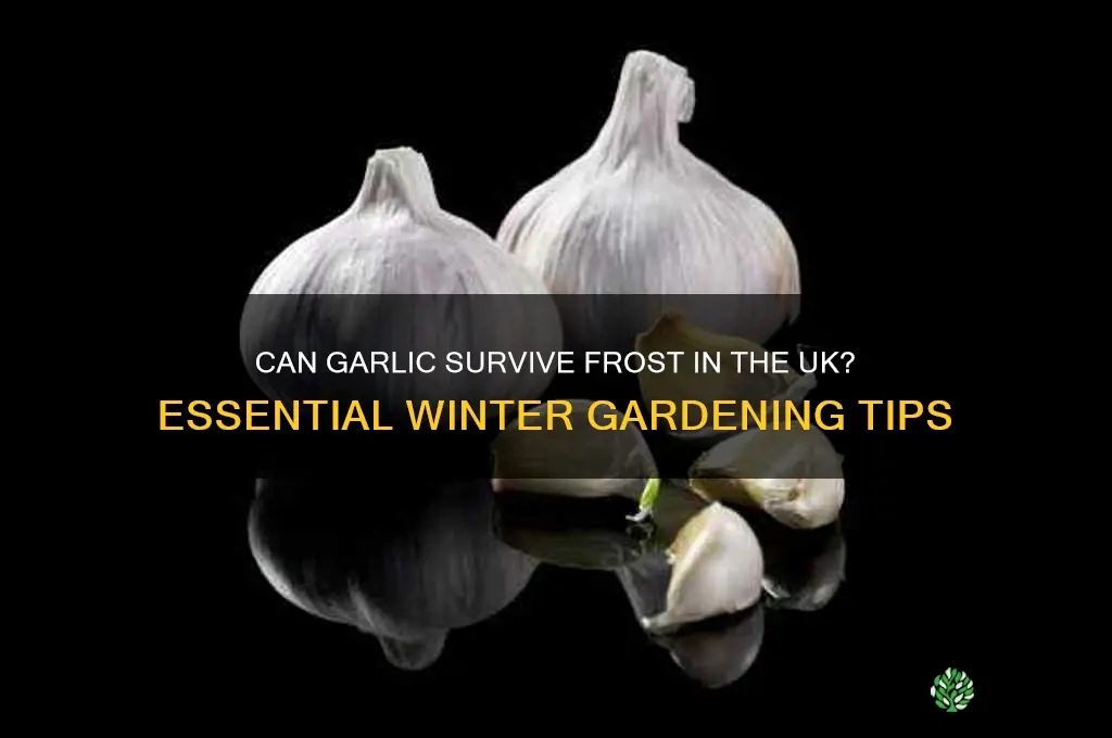 Can Garlic Survive Frost In The Uk? Essential Winter Gardening Tips ...