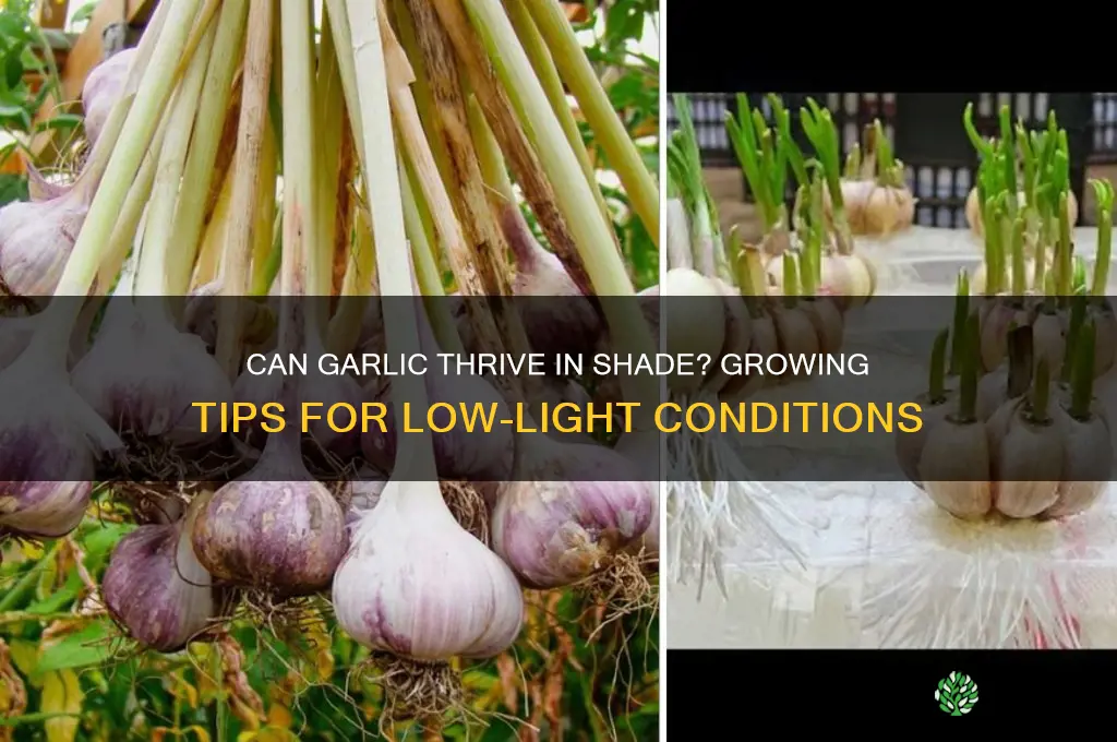 Can Garlic Thrive In Shade? Growing Tips For Low-Light Conditions | ShunCy