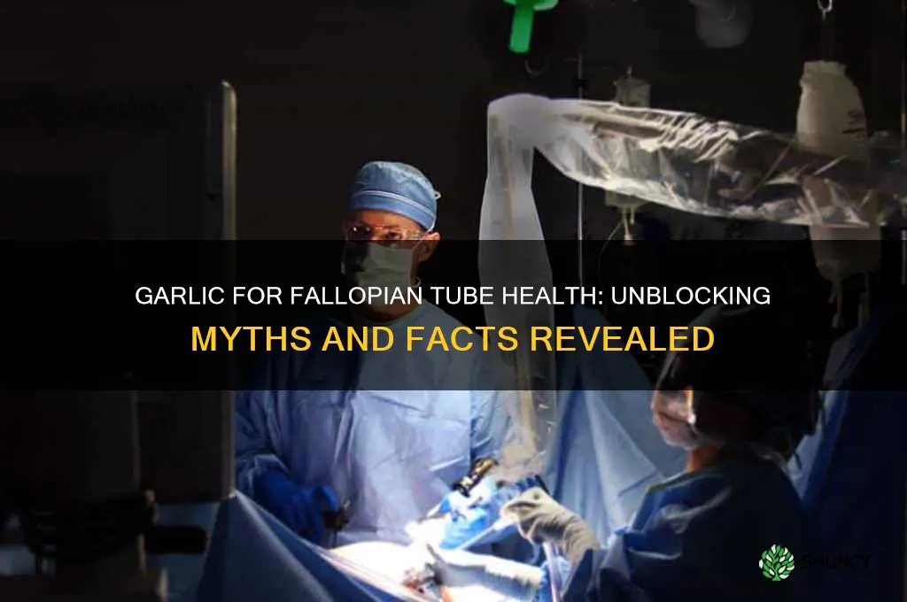 Garlic For Fallopian Tube Health: Unblocking Myths And Facts Revealed ...