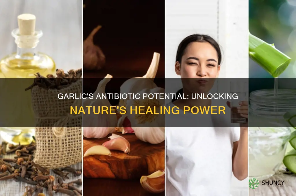 Garlic's Antibiotic Potential: Unlocking Nature's Healing Power | ShunCy