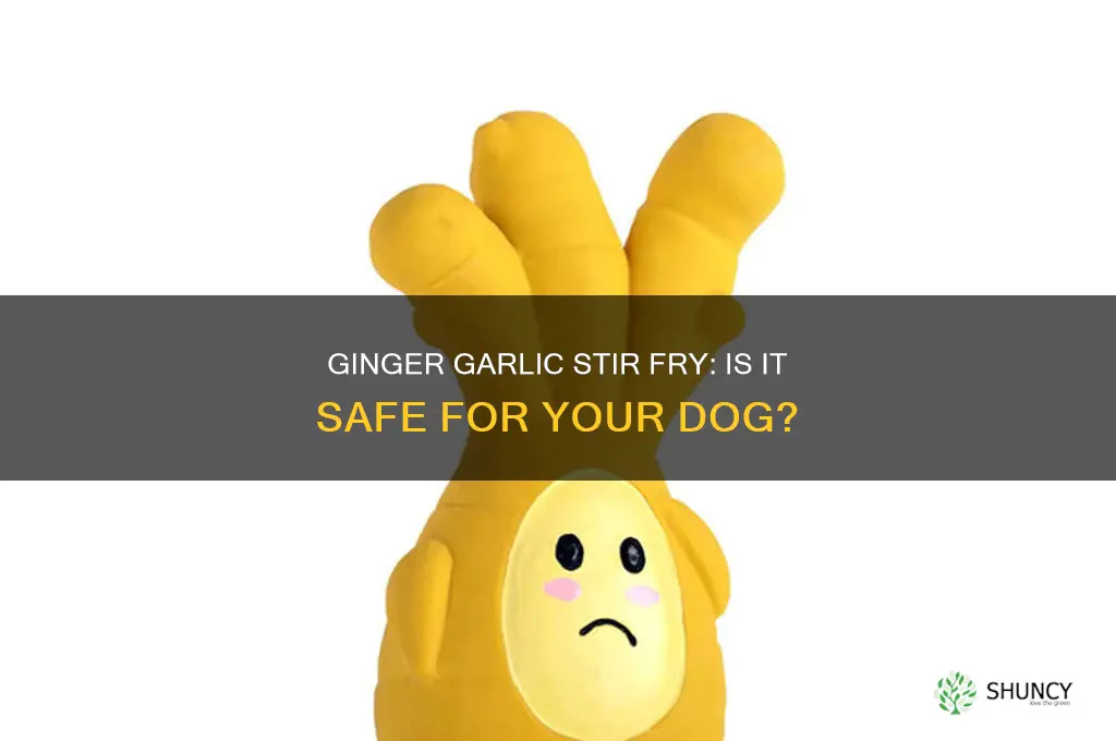 Ginger Garlic Stir Fry: Is It Safe For Your Dog? | ShunCy