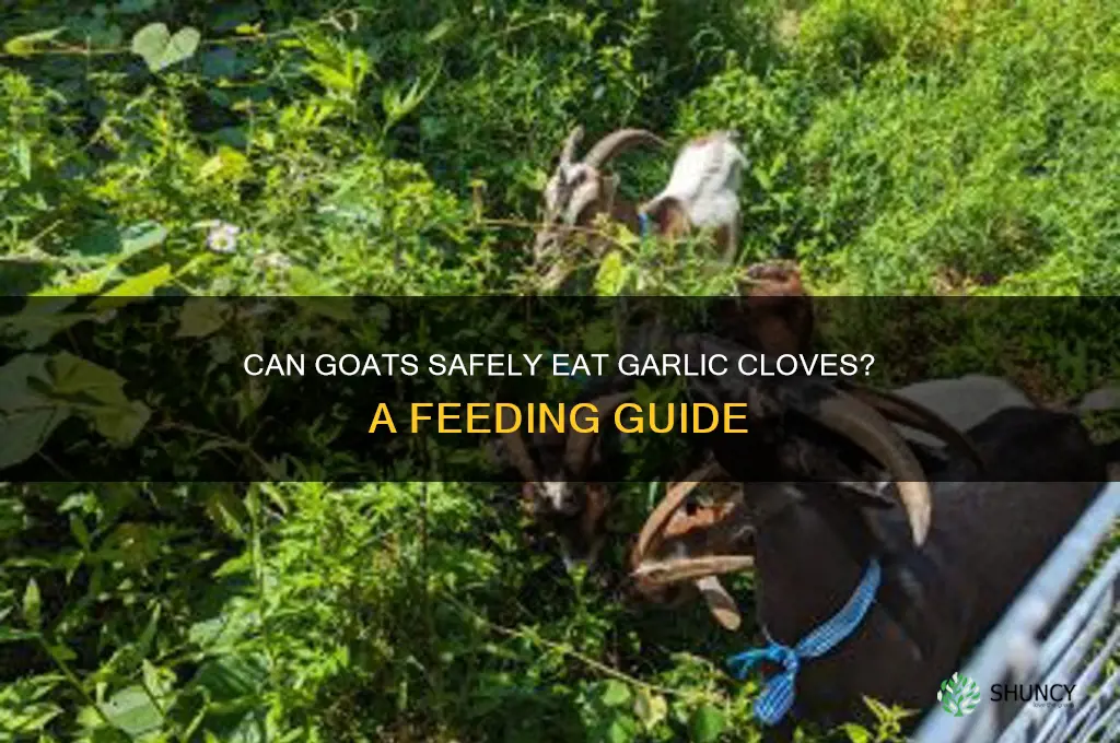 Can Goats Safely Eat Garlic Cloves? A Feeding Guide | ShunCy