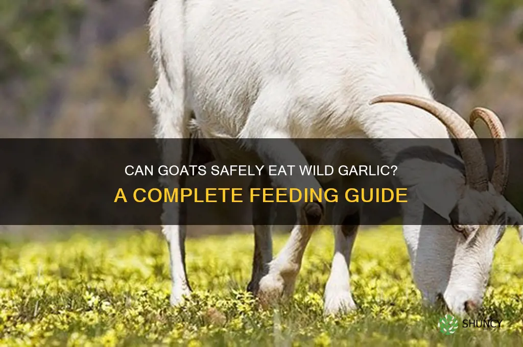 Can Goats Safely Eat Wild Garlic? A Complete Feeding Guide | ShunCy