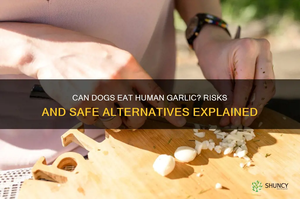 Can Dogs Eat Human Garlic? Risks And Safe Alternatives Explained | ShunCy