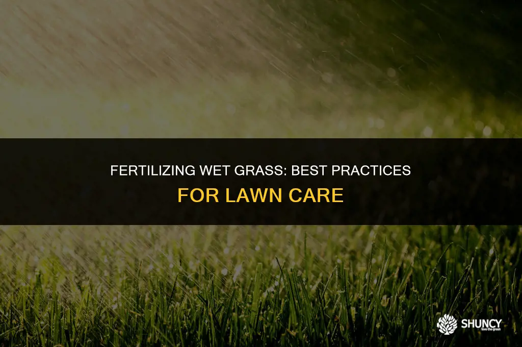 Fertilizing Wet Grass: Best Practices For Lawn Care | ShunCy