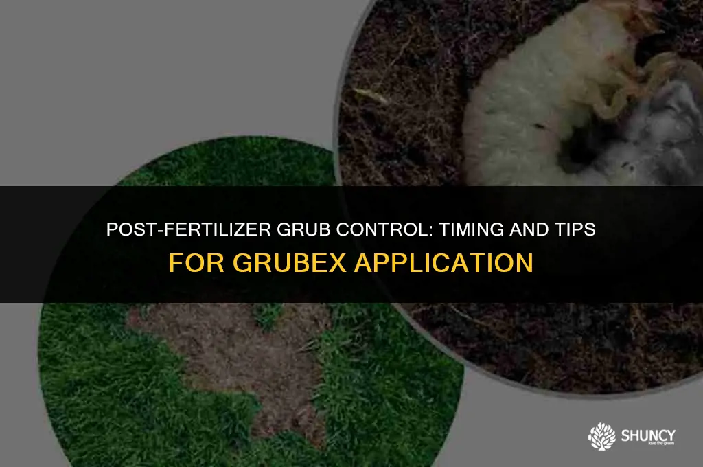 Post-Fertilizer Grub Control: Timing And Tips For Grubex Application ...