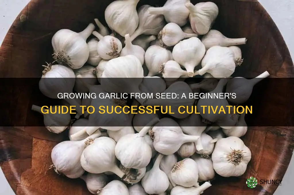 Growing Garlic From Seed: A Beginner's Guide To Successful Cultivation ...