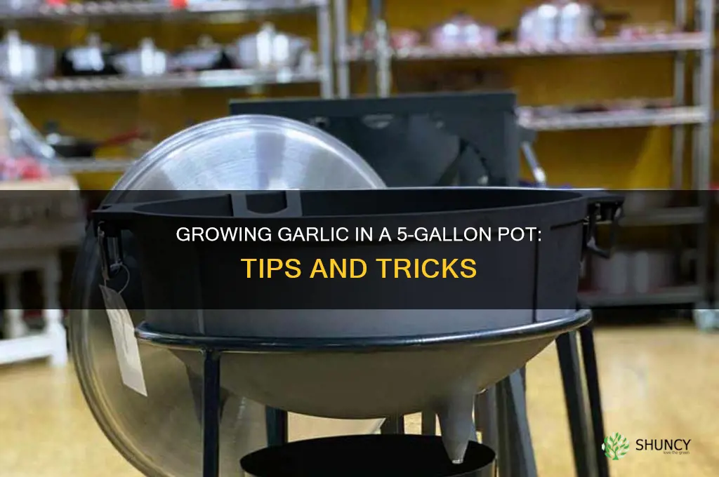 Growing Garlic In A 5-Gallon Pot: Tips And Tricks | ShunCy