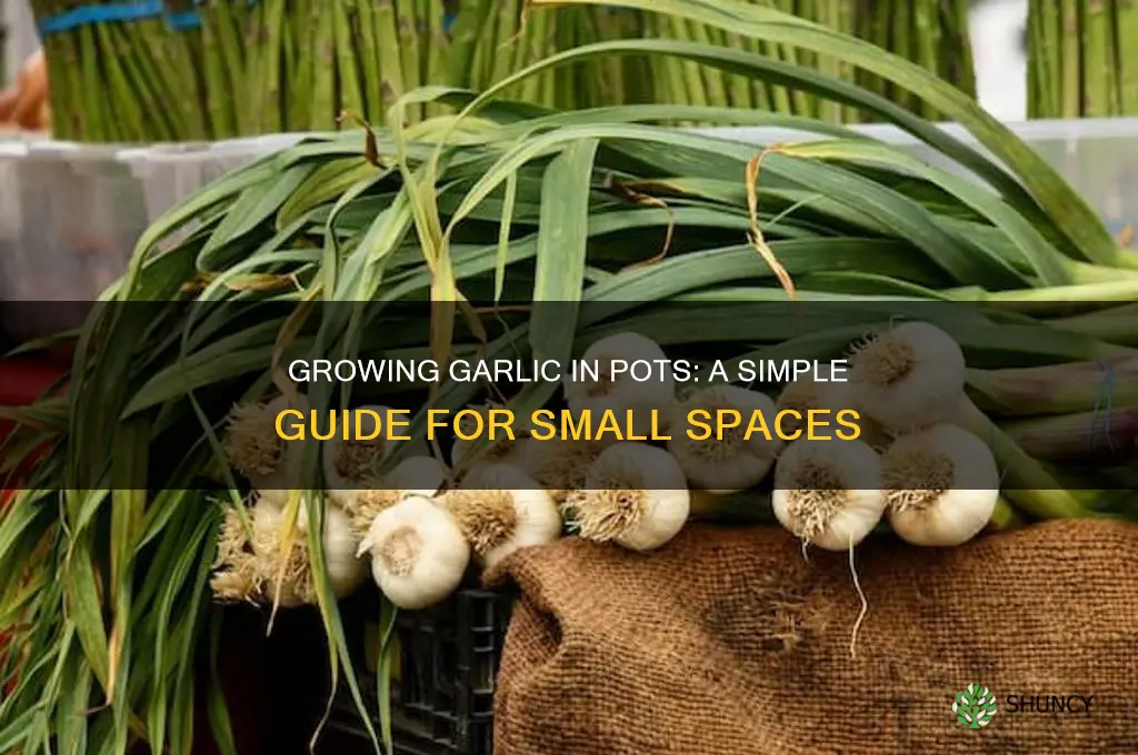 Growing Garlic In Pots: A Simple Guide For Small Spaces | ShunCy