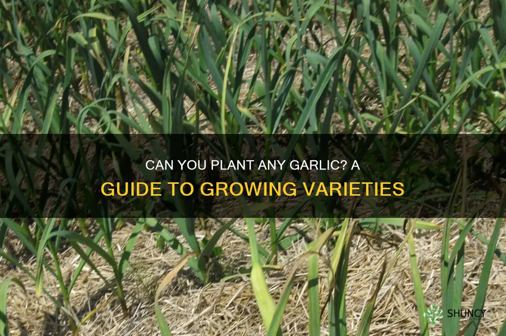 Can You Plant Any Garlic? A Guide To Growing Varieties | ShunCy