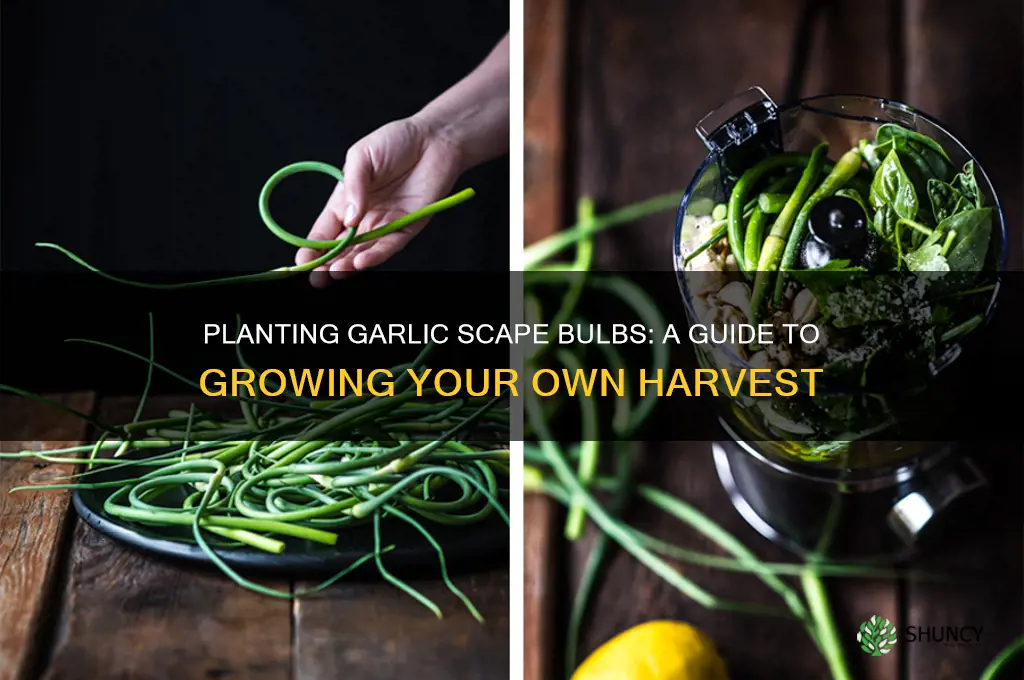 Planting Garlic Scape Bulbs: A Guide To Growing Your Own Harvest | ShunCy