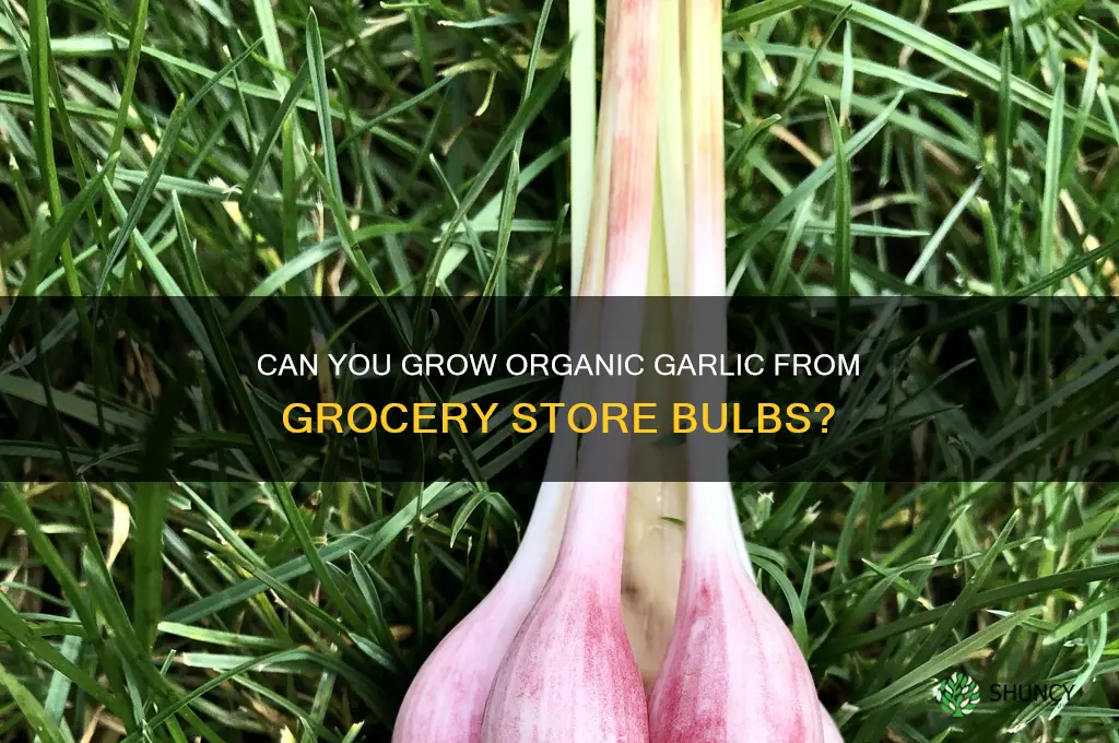 Can You Grow Organic Garlic From Grocery Store Bulbs? | ShunCy