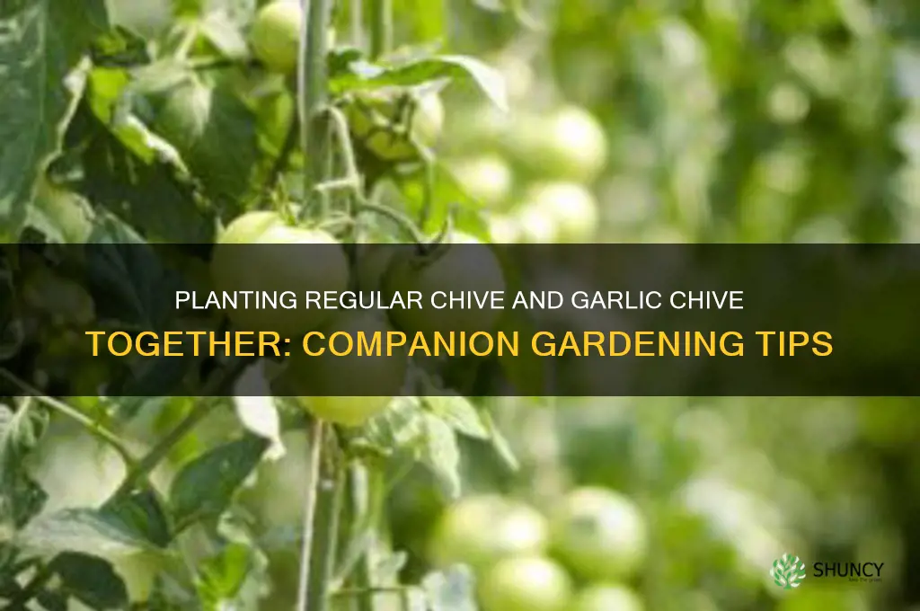 Planting Regular Chive And Garlic Chive Together: Companion Gardening ...