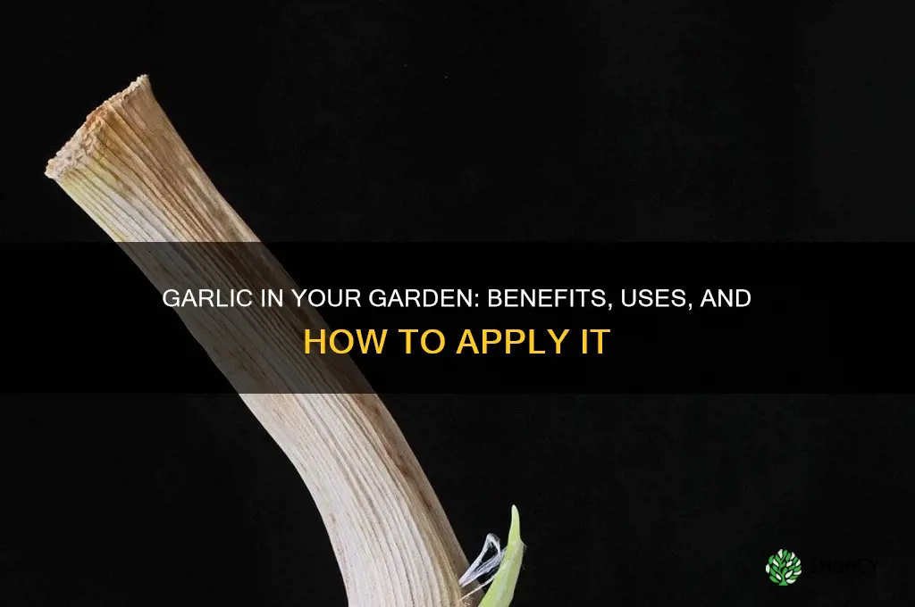Garlic In Your Garden: Benefits, Uses, And How To Apply It | ShunCy