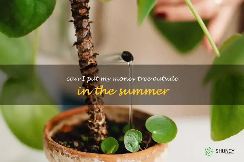 Enjoy The Summer Sun With A Money Tree How To Care For Your Plant Enjoy The Summer Sun With A Money Tree How To Care For Your Plant