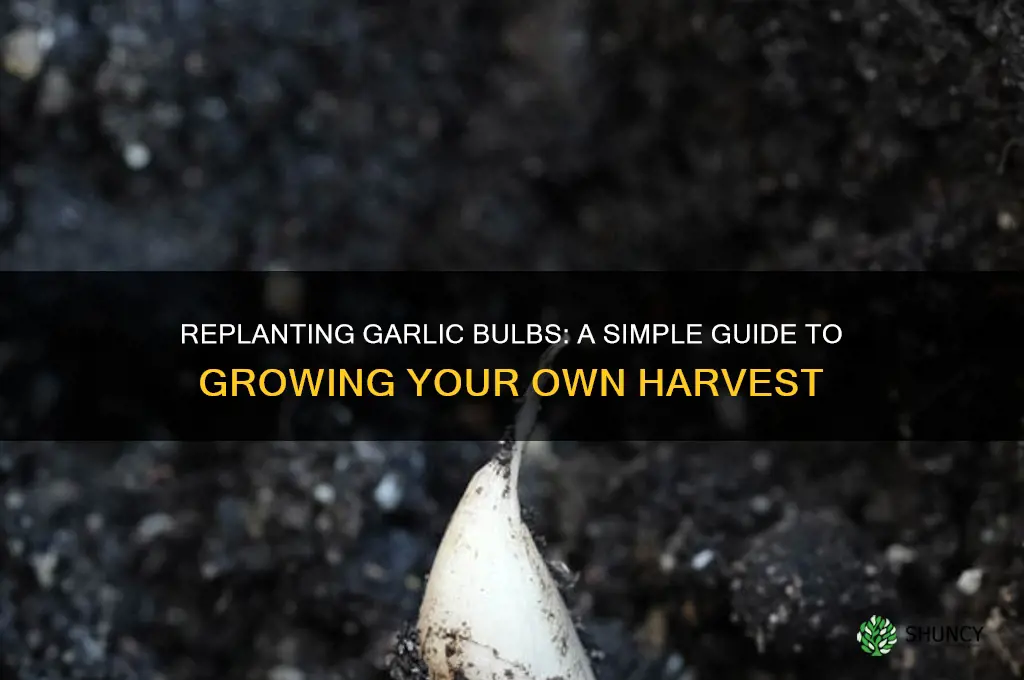 Replanting Garlic Bulbs: A Simple Guide To Growing Your Own Harvest ...