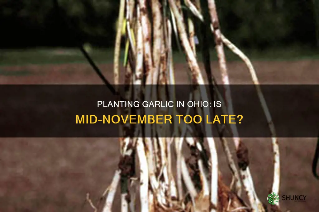 Planting Garlic In Ohio: Is Mid-November Too Late? | ShunCy