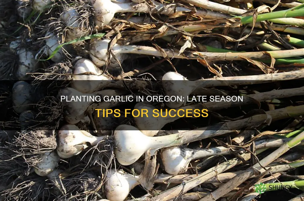 Planting Garlic In Oregon: Late Season Tips For Success | ShunCy