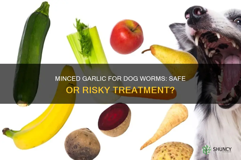 Minced Garlic For Dog Worms: Safe Or Risky Treatment? | ShunCy